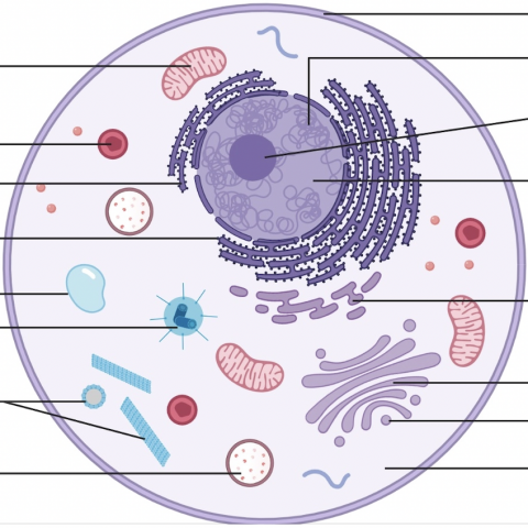 Activity 2A: Animal Cell Diagram | Learnful